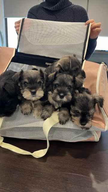 Pure Miniature Schnauzer puppies (Only one rare black color puppy ...