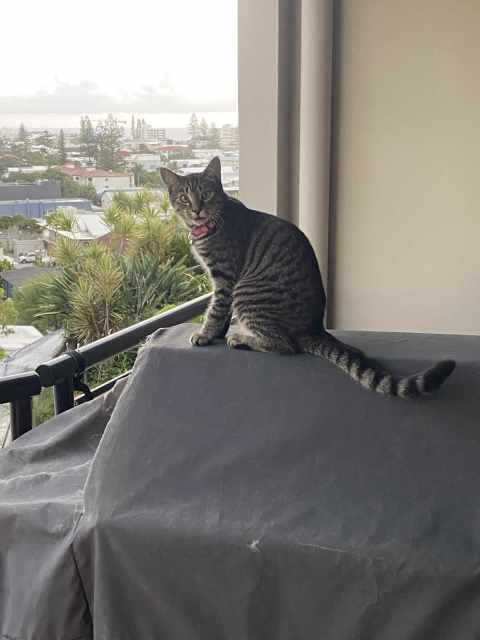 Free Tabby cat | Cats & Kittens | Gumtree Australia Gold Coast South ...