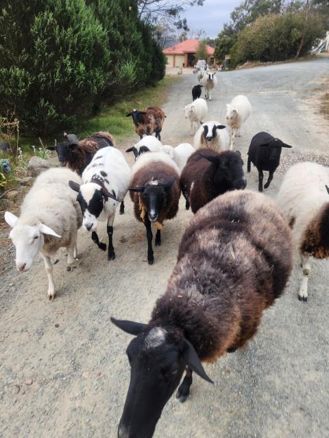 Friendly sheep seeking new pastures (lambs and ewes) | Livestock ...