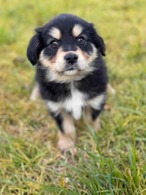 Pure collie retrievers | Dogs & Puppies | Gumtree Australia Swan Hill ...