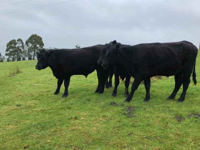 10 Angus and Angus x Hereford steers | Livestock | Gumtree Australia ...