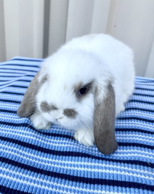 Pure Breed Mini Lop Rabbits | Rabbits | Gumtree Australia Penrith Area ...