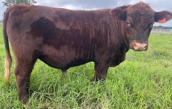 Heritage Red Angus X Red Angus Bull | Livestock | Gumtree Australia ...