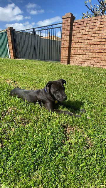 Staffy dog | Dogs & Puppies | Gumtree Australia Canning Area - Wilson ...