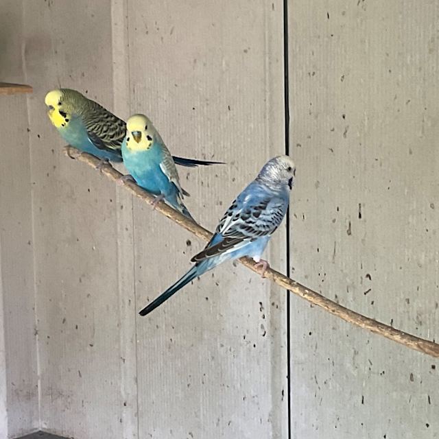 Young budgies | Birds | Gumtree Australia Gold Coast South - Mudgeeraba ...