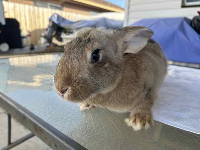 Flemish cross New Zealand | Rabbits | Gumtree Australia Brimbank Area ...