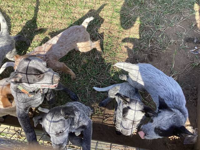 Cattle dog pups | Dogs & Puppies | Gumtree Australia Gladstone City ...