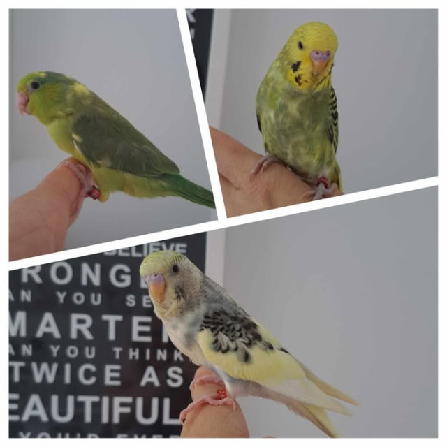 Hand raised and very tame Parrotlets and budgies | Birds | Gumtree ...