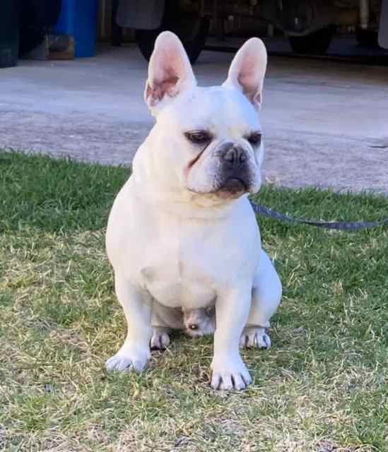 Young male French bulldog | Dogs & Puppies | Gumtree Australia Tea Tree ...