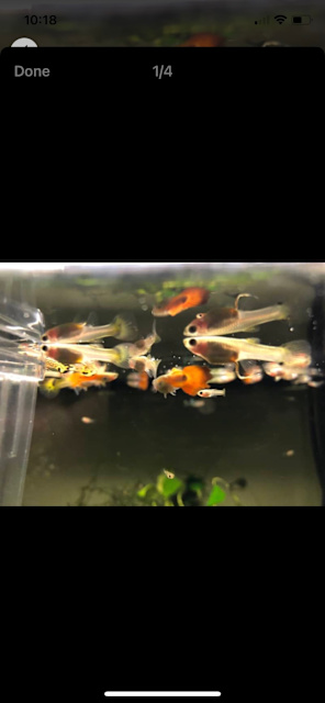 Colourful guppies & L144 Lemon bristlenose | Fish | Gumtree Australia ...