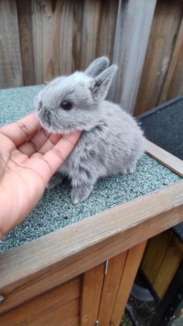 rabbit for sale 🐰🐰🥕 | Rabbits | Gumtree Australia Hume Area - Mickleham ...