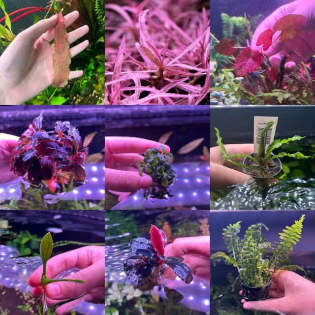 Easy - Rare Aquarium Plants Snails Fish Tank Anubias Fern Crypt | Fish ...