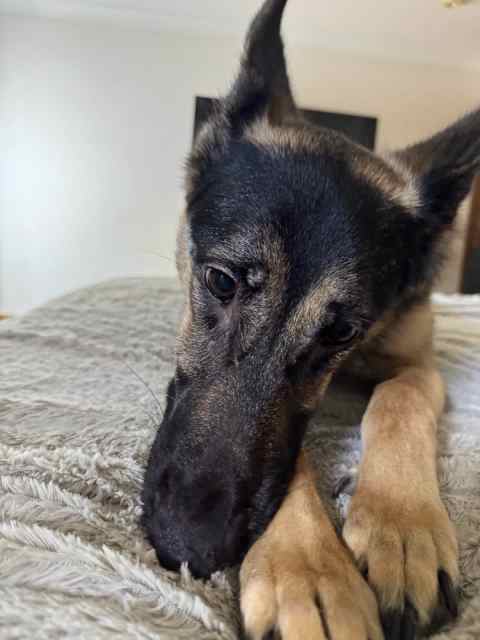 In need of a new home is my german shepherd Narla | Dogs & Puppies ...