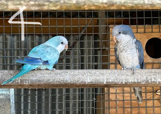 SELLOUT Breeding and bonded quaker aviary pairs | Birds | Gumtree ...