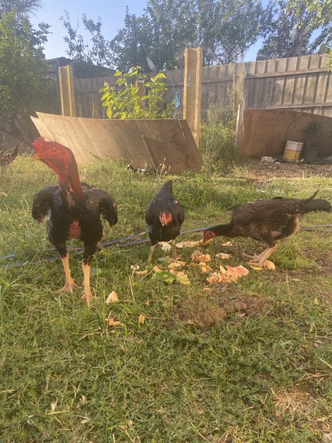 Pure shamo chickens | Livestock | Gumtree Australia Hume Area ...