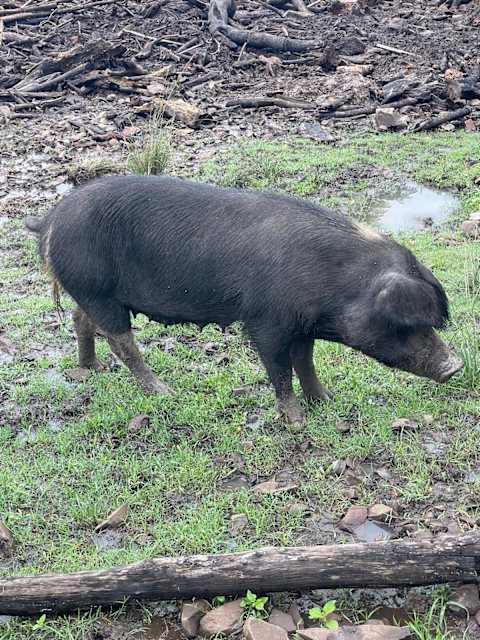 Cross bred Sow | Livestock | Gumtree Australia Noosa Area - Belli Park ...