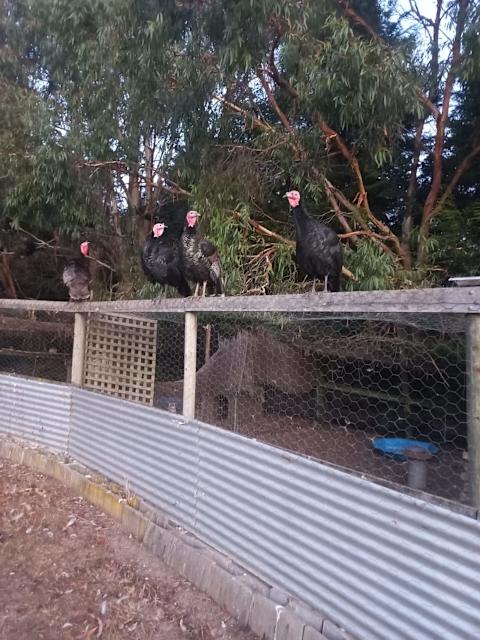Turkey pullets for sale | Livestock | Gumtree Australia West Tamar ...