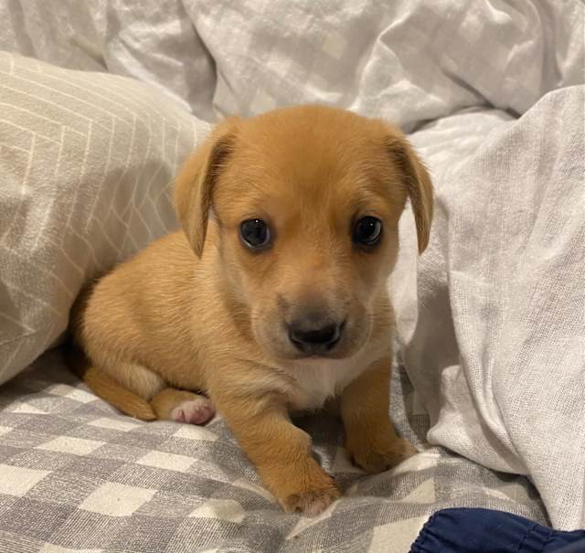 Pembroke Corgi x Mini Dashy | Dogs & Puppies | Gumtree Australia ...