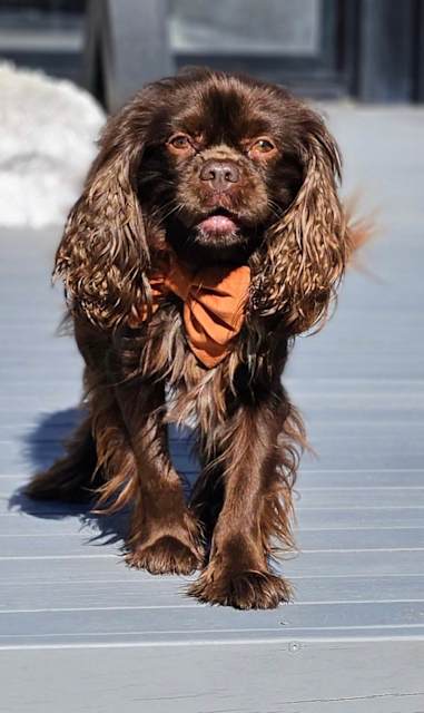 Adult chocolate cavalier male - desexed | Dogs & Puppies | Gumtree ...