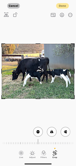 Foster Dairy Cows | Livestock | Gumtree Australia Toowoomba Surrounds ...