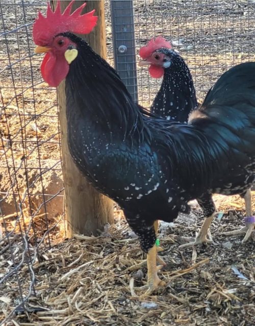 ancona chicken pair sussex trio 1 rooster 2 hens and fertile eggs ...