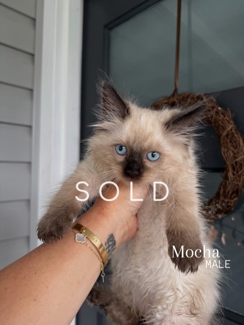 🌟12 Week Old Ragdoll Kittens for Sale! 🌟 | Cats & Kittens | Gumtree ...