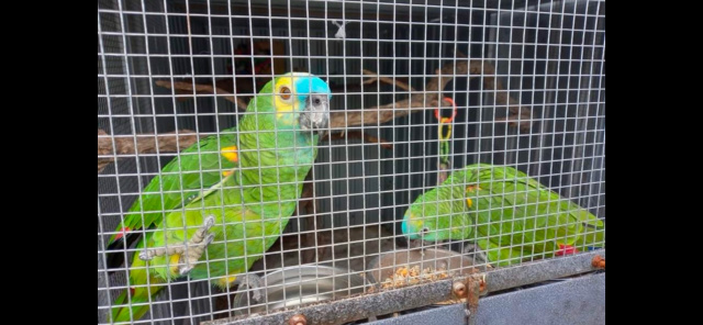 Breeding pairs off birds macaws, blue fronted amazons eclectus | Birds ...