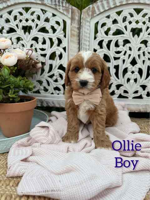 ⭐️Ruby Mini Cavoodle ⭐️ Puppies Male and Females Available | Dogs ...