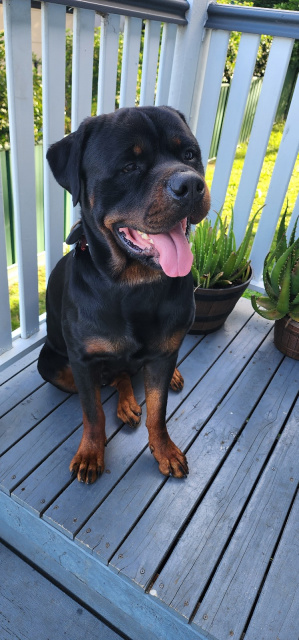 Pedigree Rottweiler Puppies Champion Bloodlines 3 left | Dogs & Puppies ...