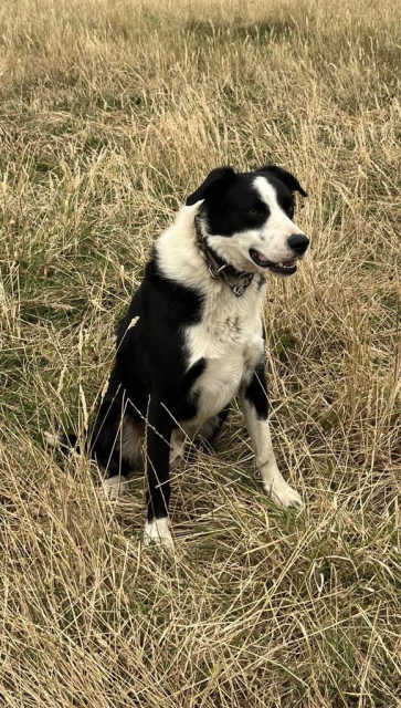 Muster Dog Working Border Collie | Dogs & Puppies | Gumtree Australia ...