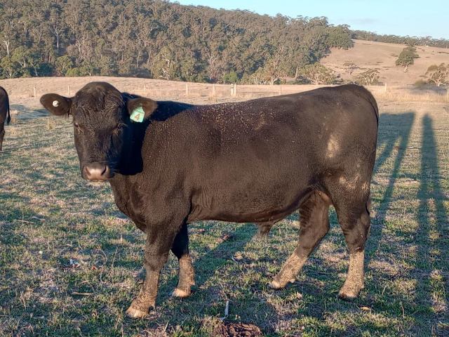 Angus Bulls | Livestock | Gumtree Australia Moorabool Area - Greendale ...