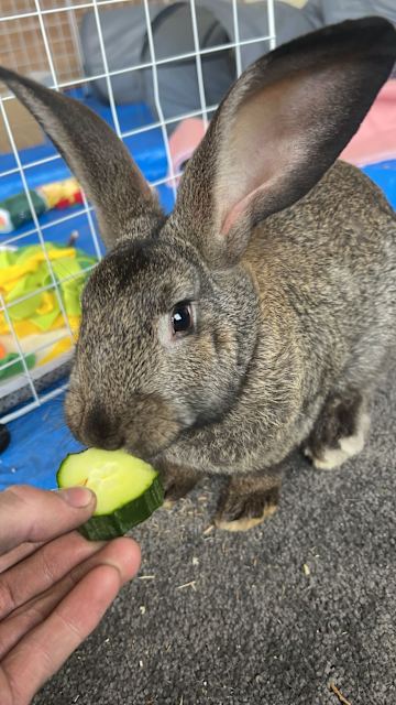 Flemish giant X New Zealand giant | Rabbits | Gumtree Australia Burnie ...