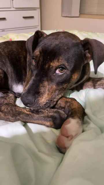 Nutella - Perth Animal Rescue incl Vet work Dog/Puppy | Dogs & Puppies ...