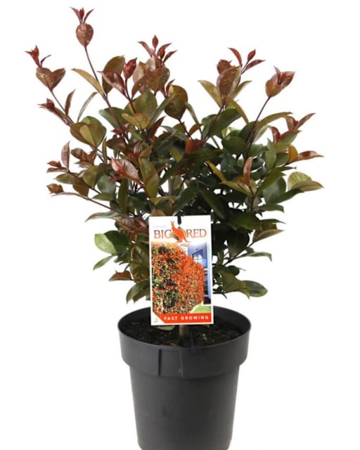 LILY PILLY BIG RED other LILLY PILLYS & 100s of GREAT PLANTS - Plants ...