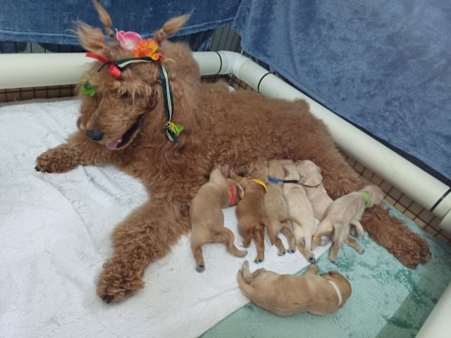 Labradoodle puppies (Labrador x Poodle) 1st Gen | Dogs & Puppies ...