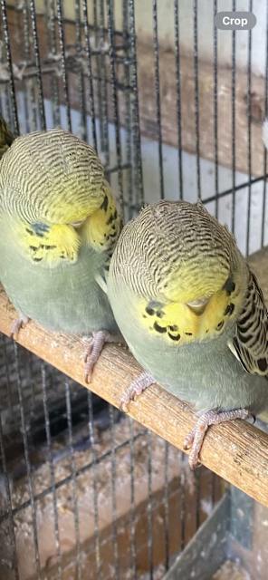 Show budgies babies | Birds | Gumtree Australia Campbelltown Area ...