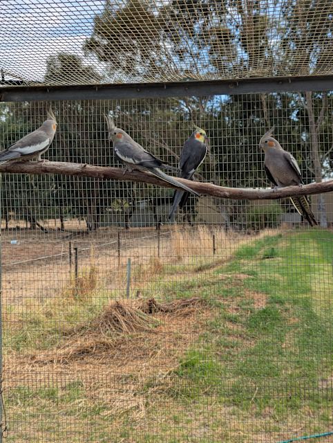 Young Aviary Bred Weiros | Birds | Gumtree Australia Waroona Area ...
