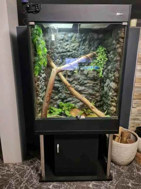 Snake enclosure/Simpson python | Reptiles & Amphibians | Gumtree ...