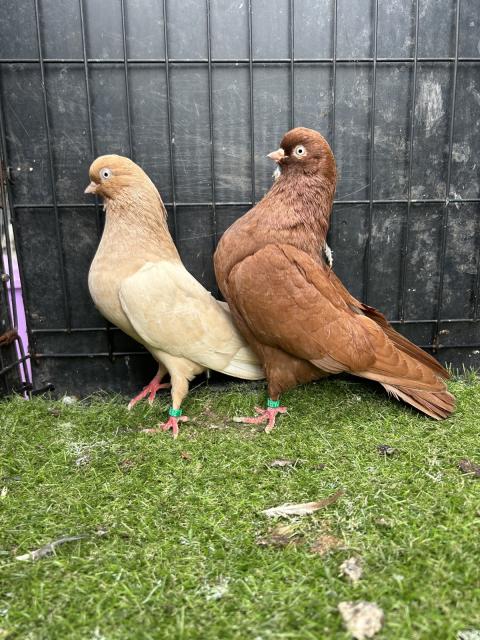 American short face tumblr pigeon | Birds | Gumtree Australia Wyong ...