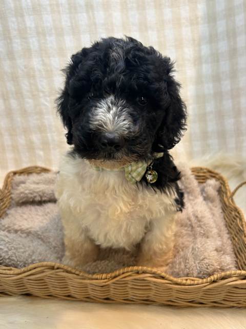 1 x Standard Poodle (Merle, Parti’s, DNA Clear) Free Delivery Sydney ...
