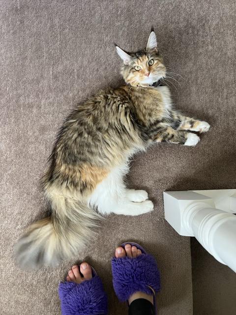 WANTED Male Maine Coon to Breeding - Point Cook | Cats & Kittens ...