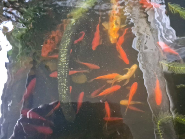 Silver perch, Jade perch and goldfish for sale | Fish | Gumtree ...