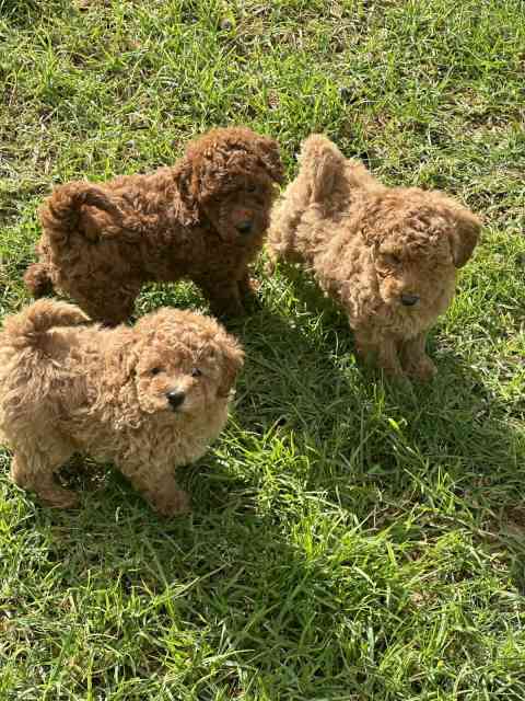 Pure toy poodle (DNA) | Dogs & Puppies | Gumtree Australia Brimbank ...