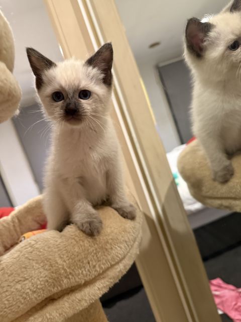 Pure breed Ragdoll kittens | Cats & Kittens | Gumtree Australia ...