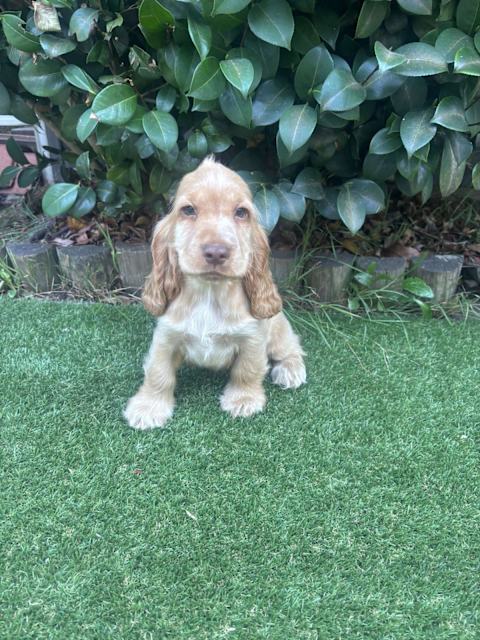 Beautiful Purebred Cocker Spaniel Puppies | Dogs & Puppies | Gumtree ...
