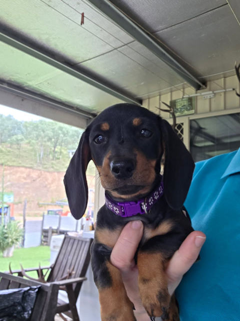 Mini Smooth Dachshund Puppy | Dogs & Puppies | Gumtree Australia ...