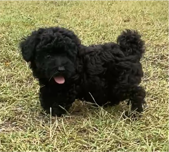 Very tiny cute moodle puppy | Dogs & Puppies | Gumtree Australia ...