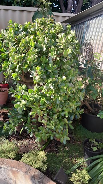 Jade Plant (Crassula Ovata) - Plants in North Perth WA | Gumtree Australia