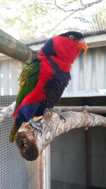 Chattering Lorries & Blue Chested Black Capped Lorries | Birds ...