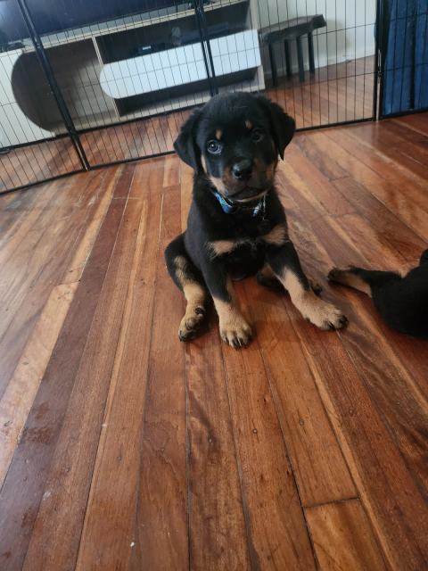 GIRL BOBTAILS LEFT - Pure breed Rottweiler Puppies | Dogs & Puppies ...